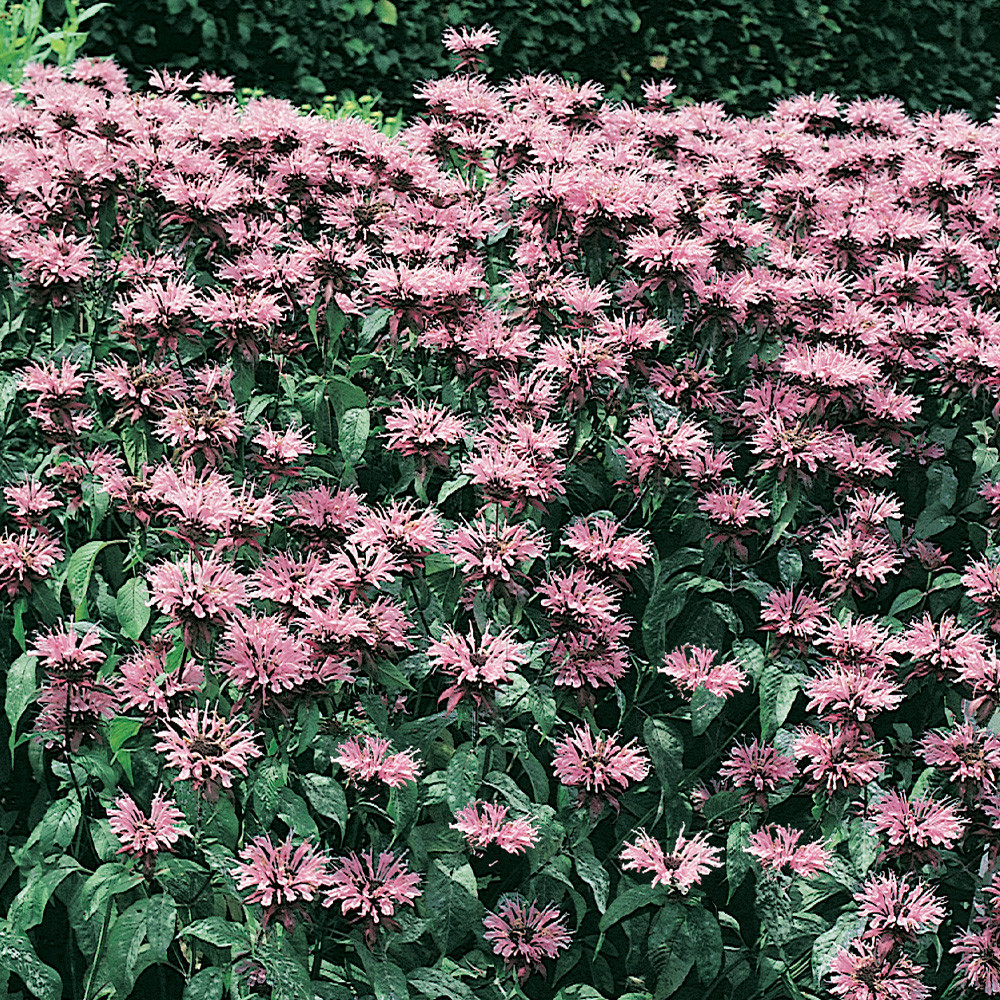Buy Monarda 'Beauty of Cobham' at jparkers.co.uk