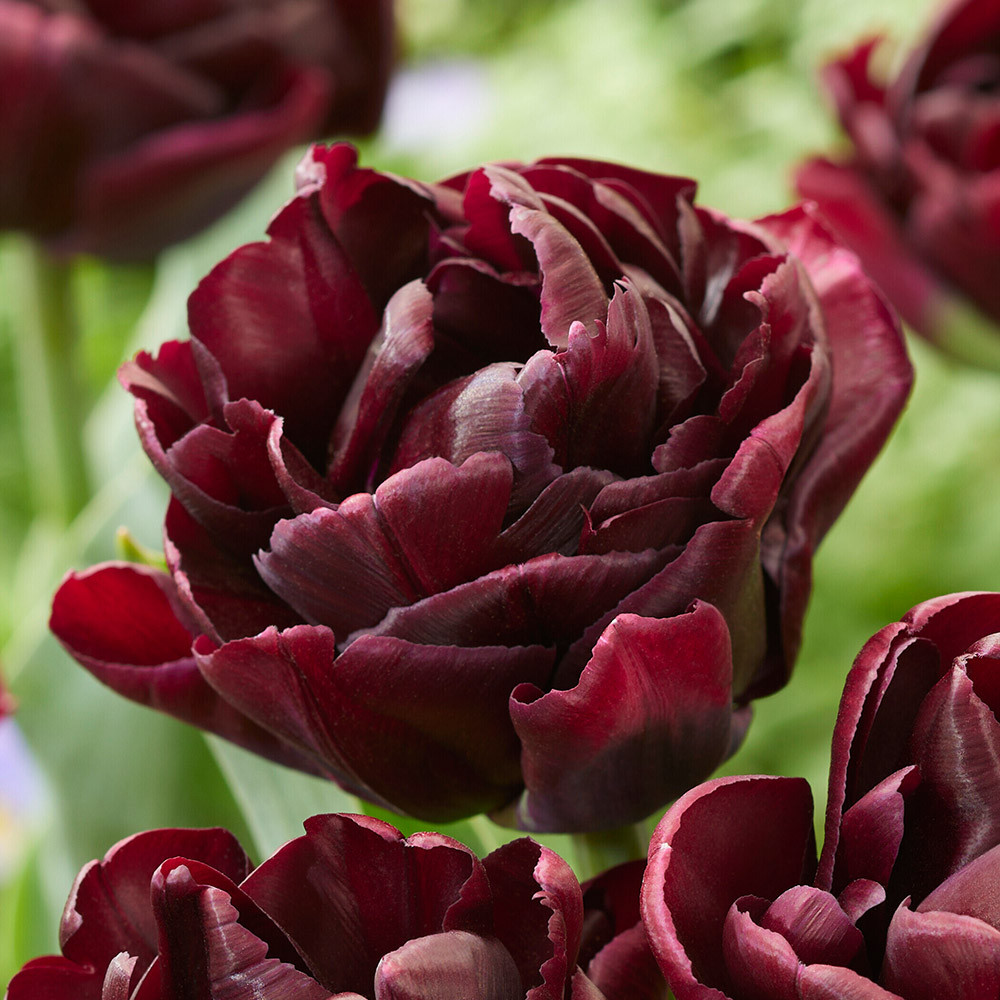 Buy Tulip Canyon at jparkers.co.uk