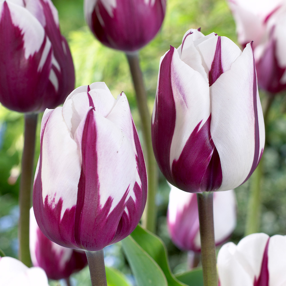 Buy Rembrandt Tulip Collection at jparkers.co.uk