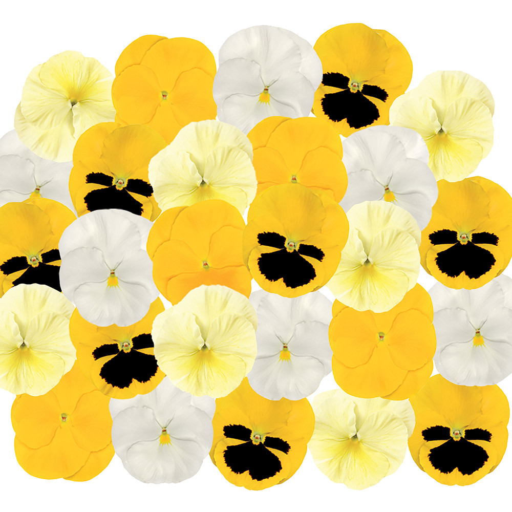 Buy Pansy Matrix Mix Lemoncello at jparkers.co.uk