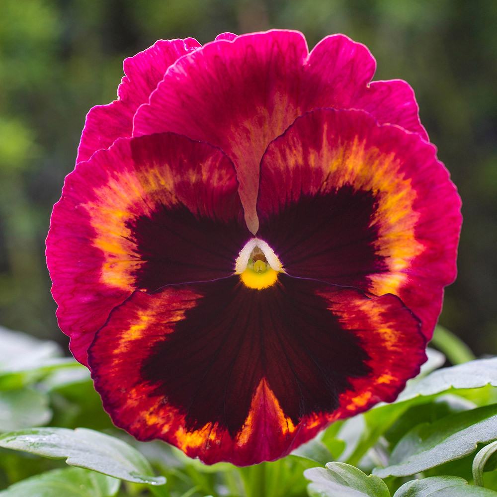 Buy Pansy Matrix Solar Flare at jparkers.co.uk