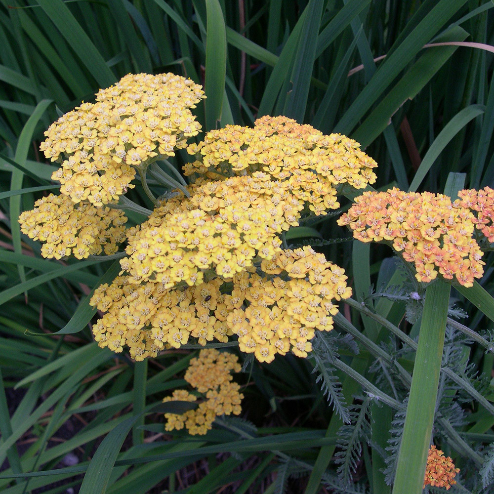 Buy Achillea Terracotta at jparkers.co.uk