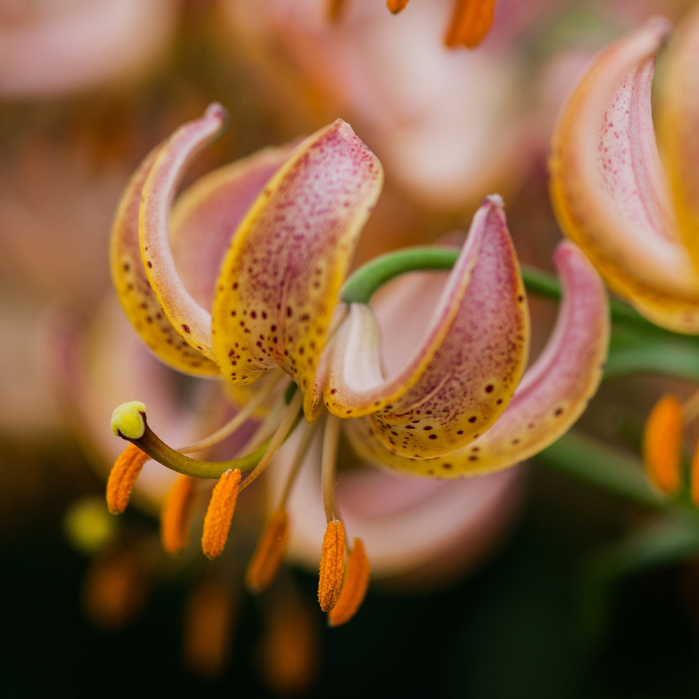 Buy Lilium Fairy Morning at jparkers.co.uk