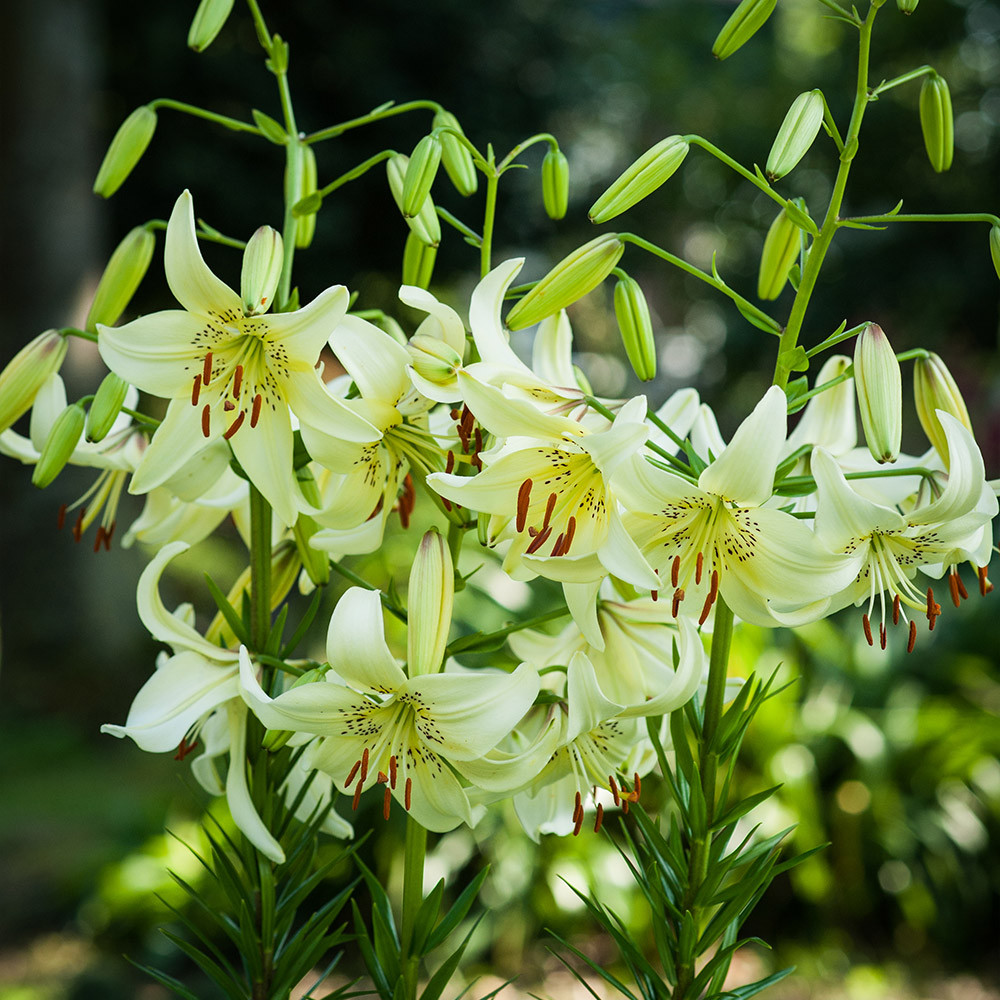 Buy Tiger Lily Collection (14/16cm) at jparkers.co.uk