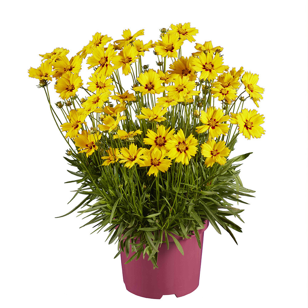 Buy Coreopsis Solar Mellow at jparkers.co.uk