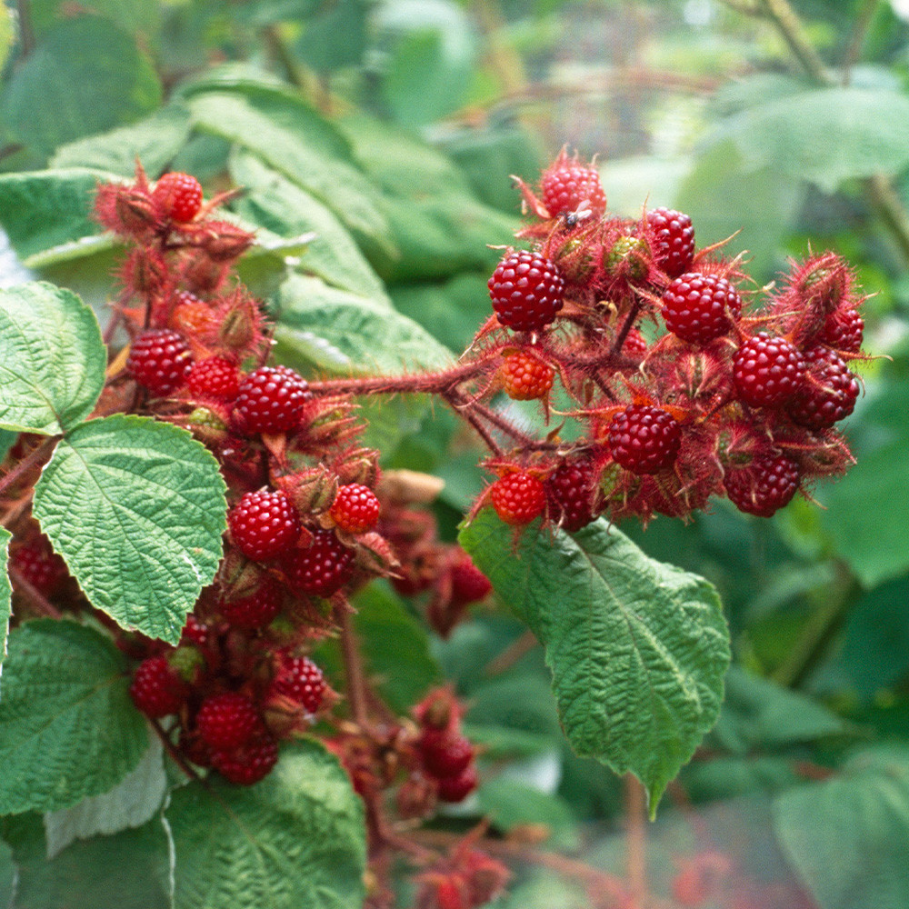 Buy Rubus phoenicolasius (Japanese Wineberry) at jparkers.co.uk