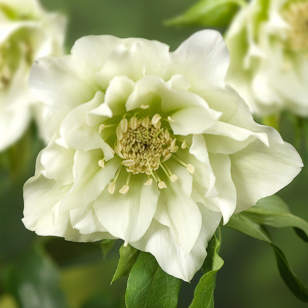 Buy Helleborus Double Ellen Collection at jparkers.co.uk