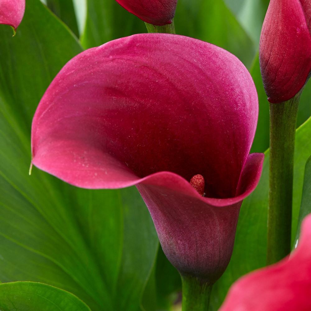 Buy Zantedeschia Captain Promise for less with J. Parker's