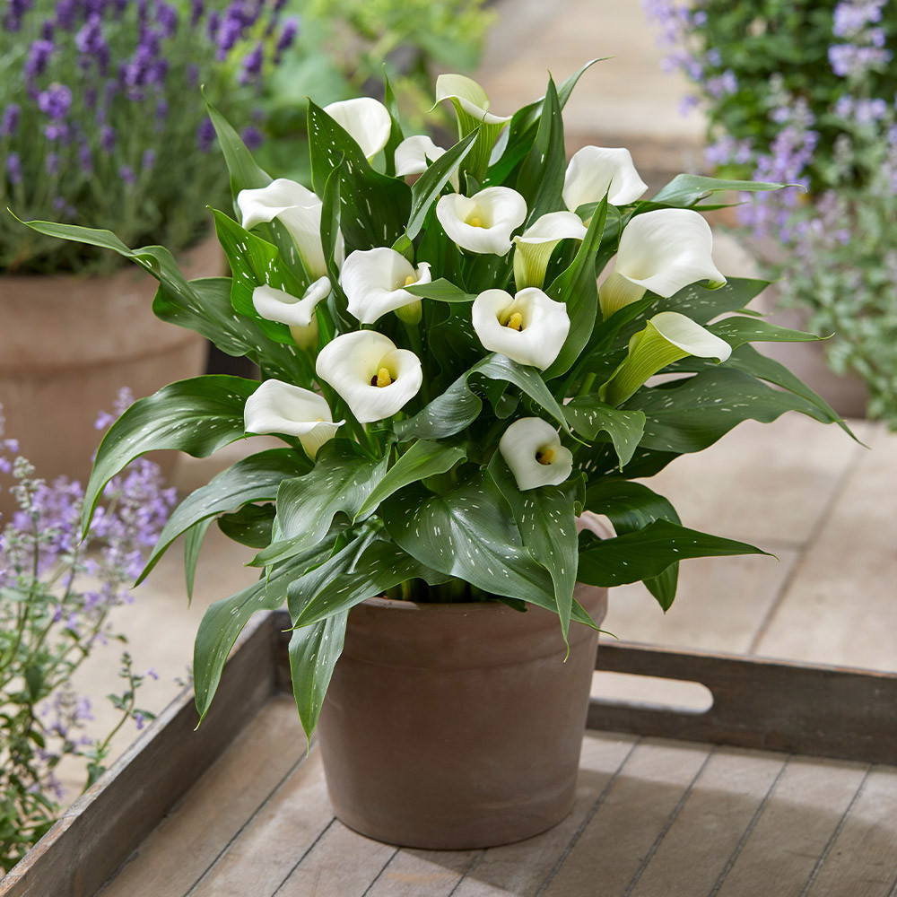 Shop Zantedeschia Captain Collection | J. Parker's