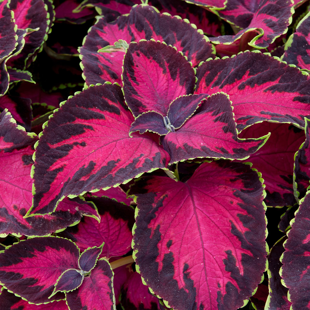 Buy Coleus Chocolate Covered Cherry for less with J. Parker's
