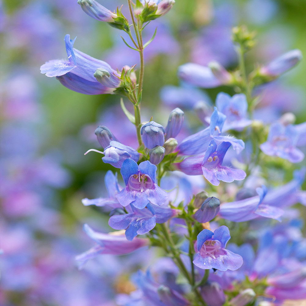 Buy Penstemon Collection for less with J. Parker's