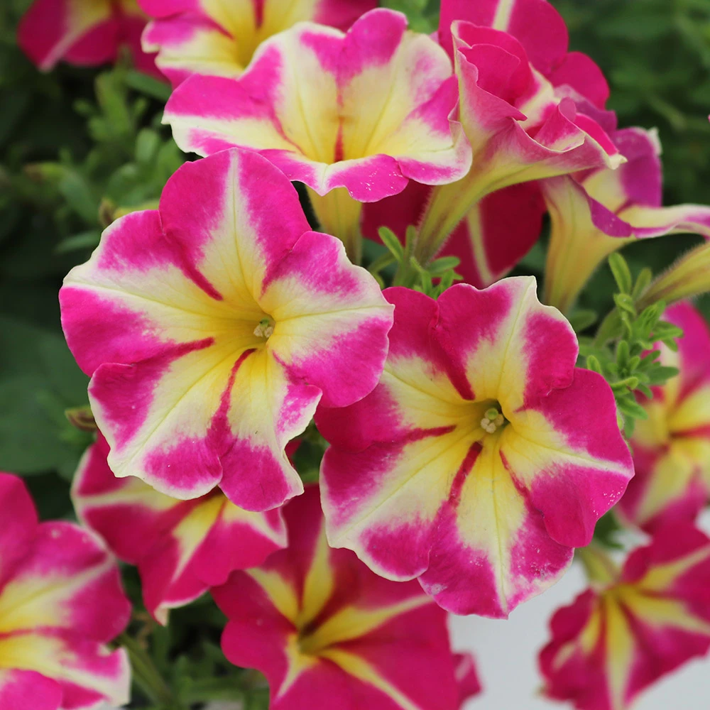 Buy Petunia Crazytunia Collection for less with J. Parker's
