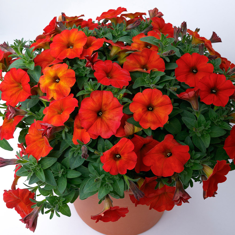 Buy Petchoa Beautical Red Maple for less with J. Parker's