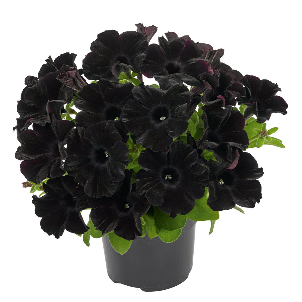 Buy Petunia Go Tunia Black for less with J. Parker's