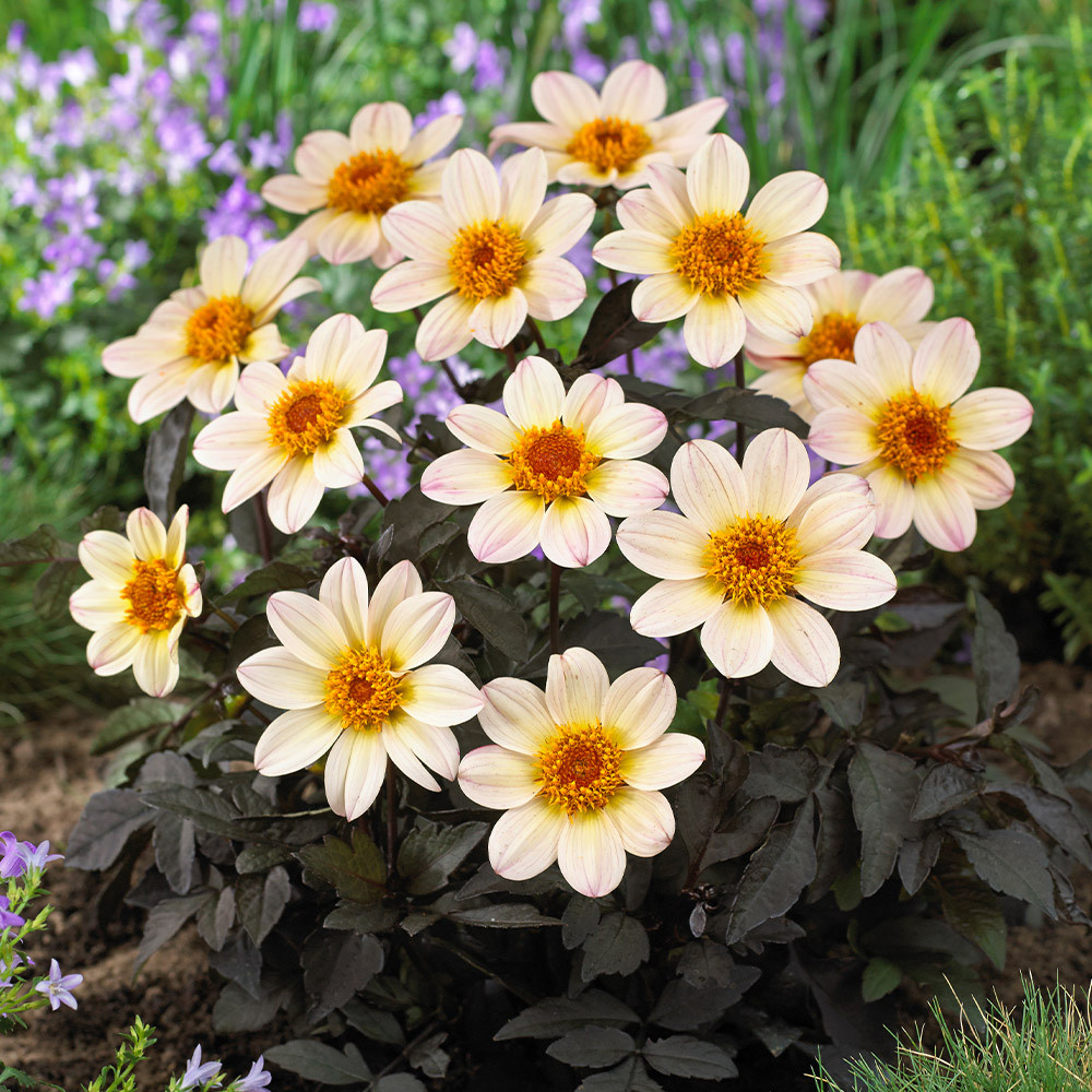 Buy Dahlia Happy Days Collection at jparkers.co.uk