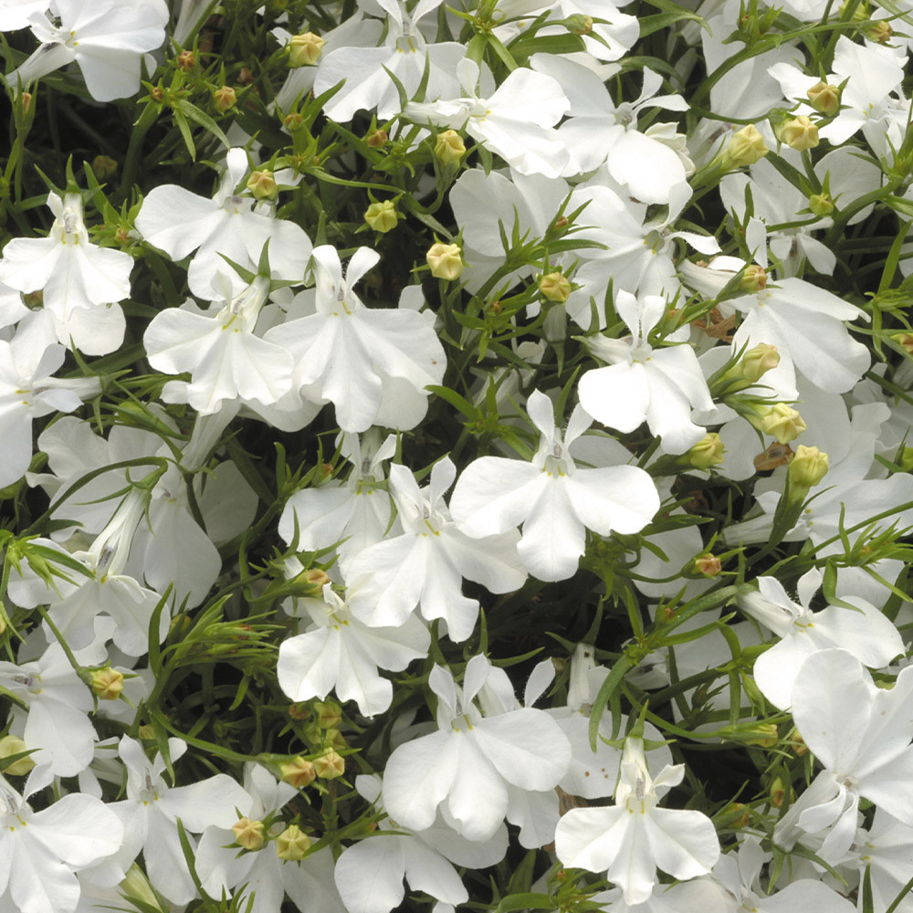 Shop Lobelia White Lady (Garden Ready) from J. Parker's