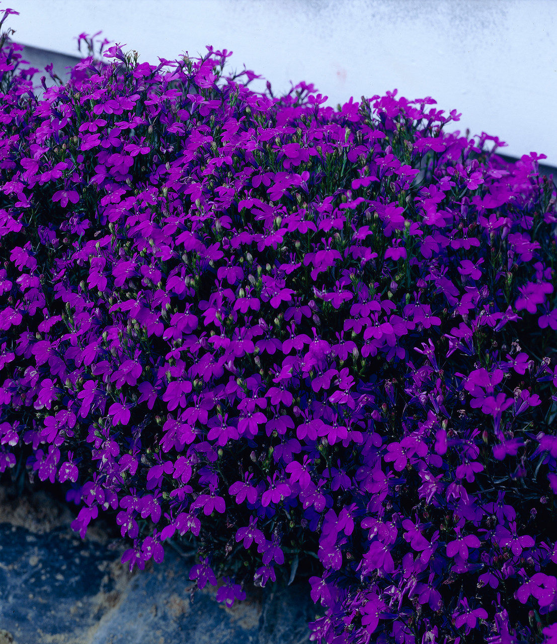 Lobelia Crystal Palace (Garden Ready) | J Parker Dutch Bulbs