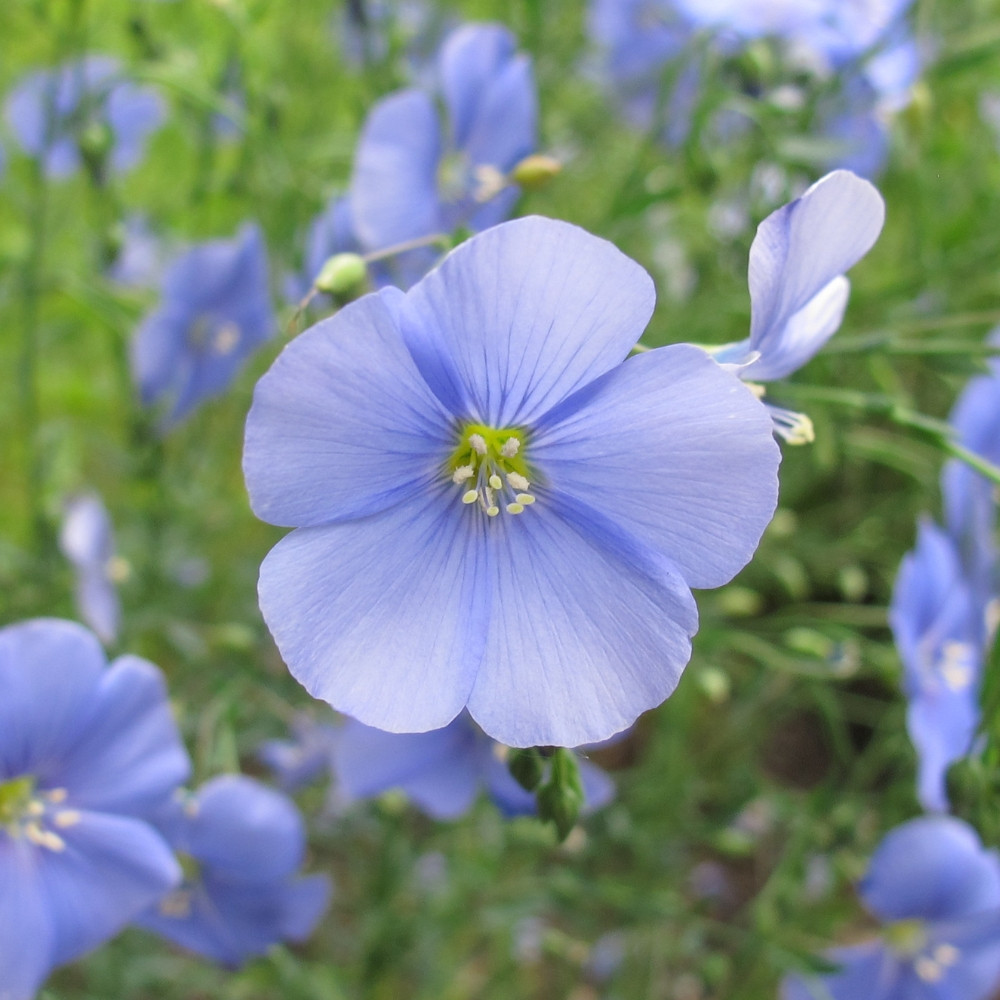 Buy Linum Perenne Blue Flax seeds from jparkers.co.uk