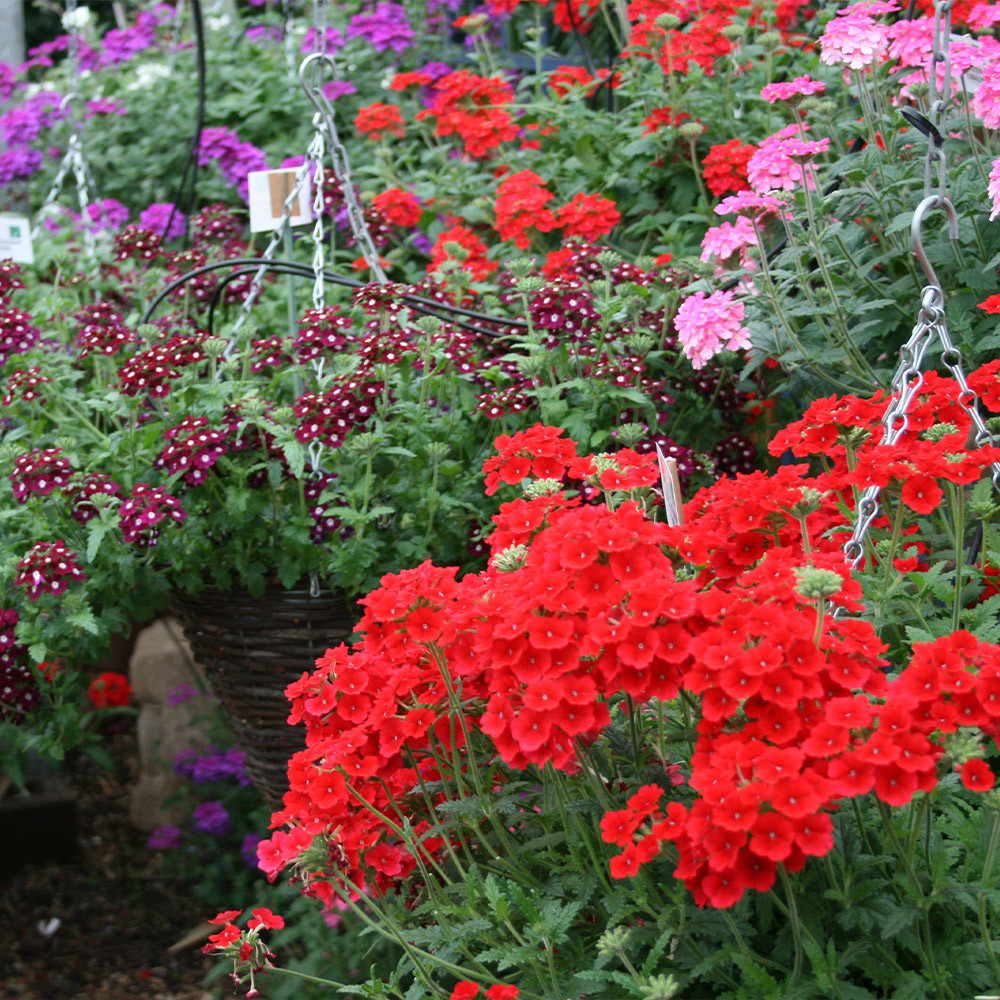 Buy Trailing Verbena Mix – Verbena Pendula seeds at jparkers.co.uk