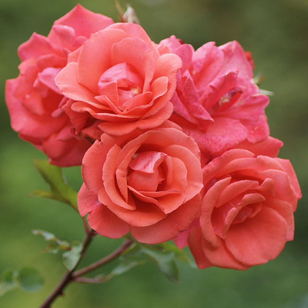 Shop Rose City Of Leeds from J. Parker's