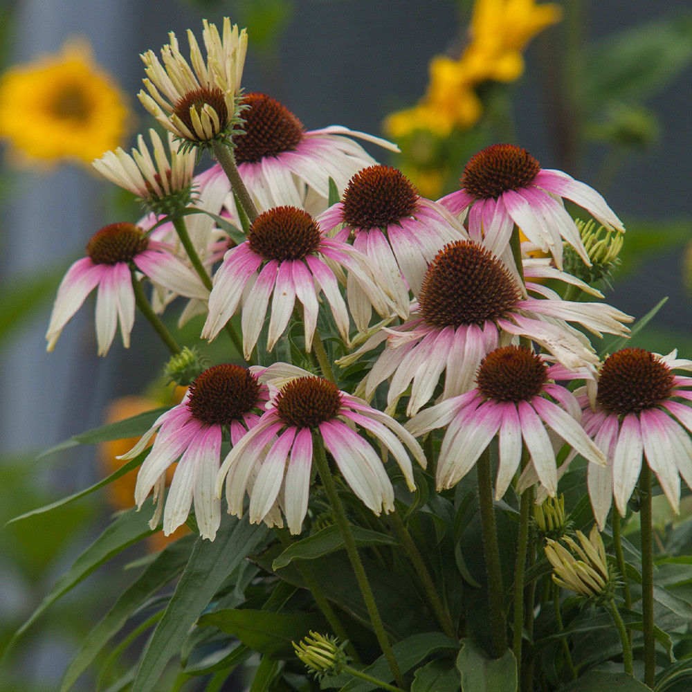 Buy Echinacea Pink Eye at jparkers.co.uk