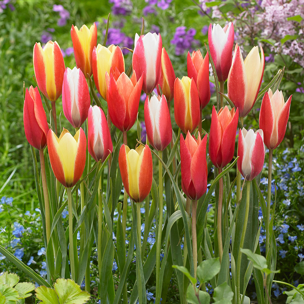 Buy Tulip Clusiana Mix at jparkers.co.uk