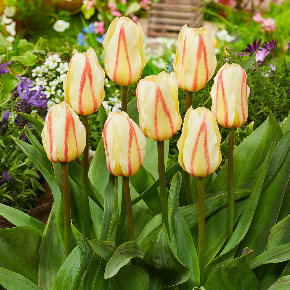 Buy Tulip White Fire at jparkers.co.uk