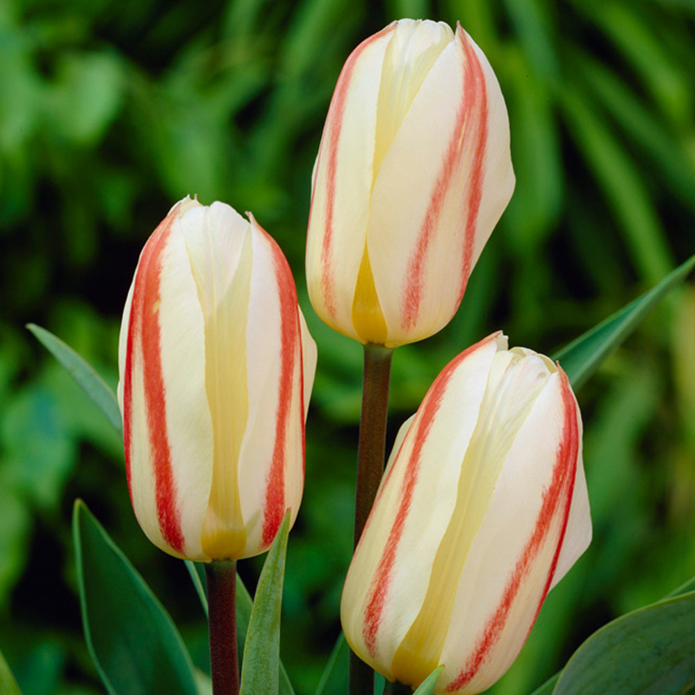 Buy Tulip White Fire at jparkers.co.uk