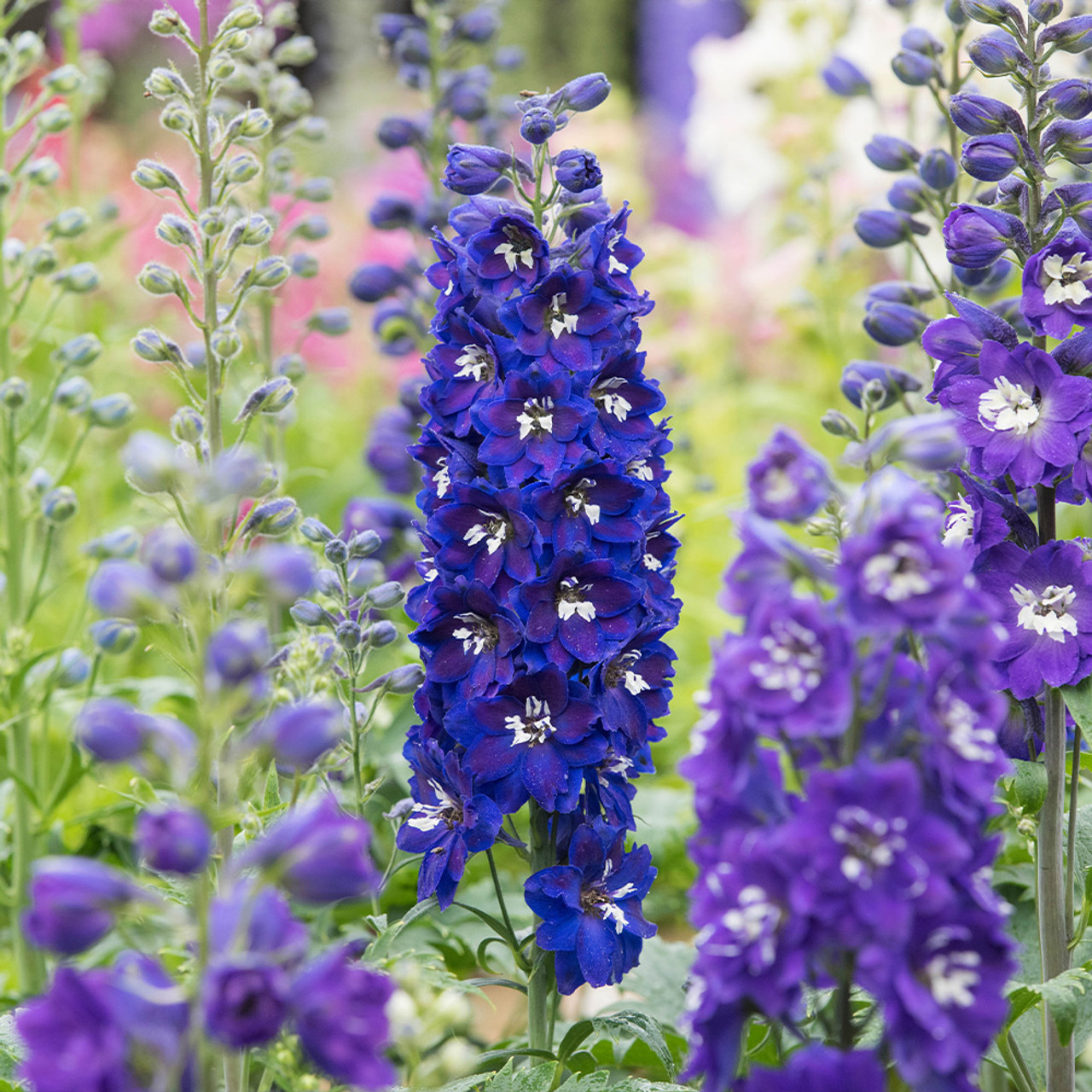 Buy Delphinium Magic Fountains Dark Blue Dark Bee at jparkers.co.uk
