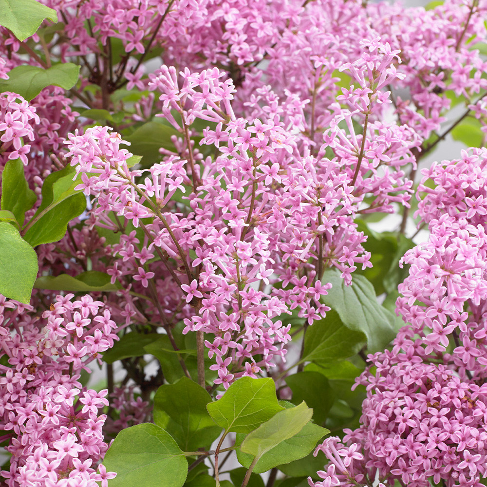 Buy Syringa Flowerfesta Pink at jparkers.co.uk