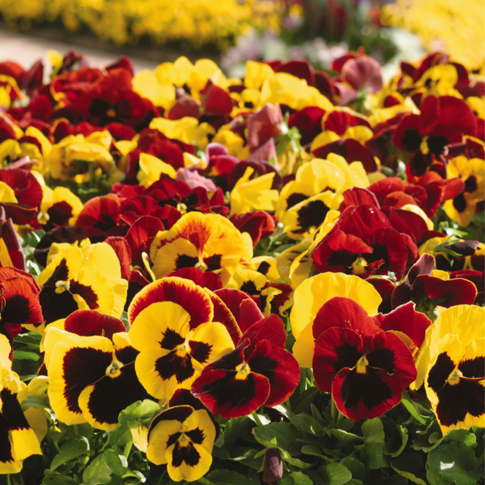 Buy Pansy Matrix Mix Autumn Blaze at jparkers.co.uk