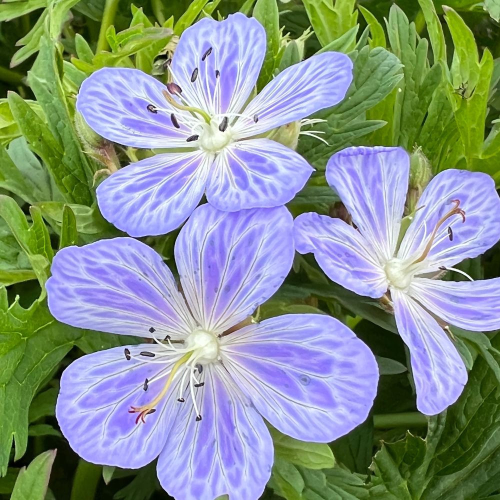Buy Geranium pratense Mrs Kendall Clark at jparkers.co.uk