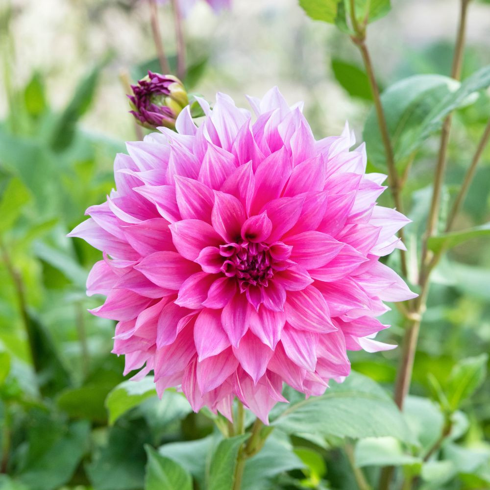 Buy Dahlia Café Au Lait Rose at jparkers.co.uk