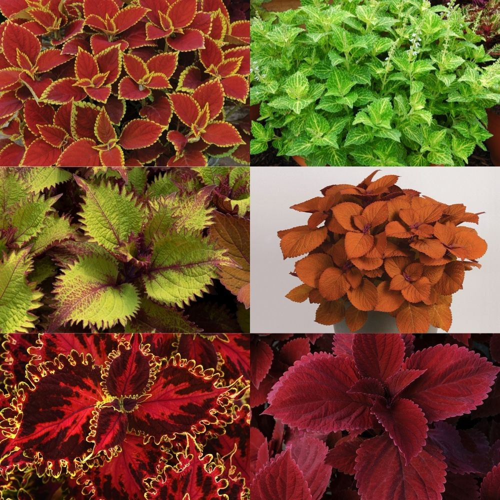 Buy Coleus Premium Sunfighter Collection at jparkers.co.uk