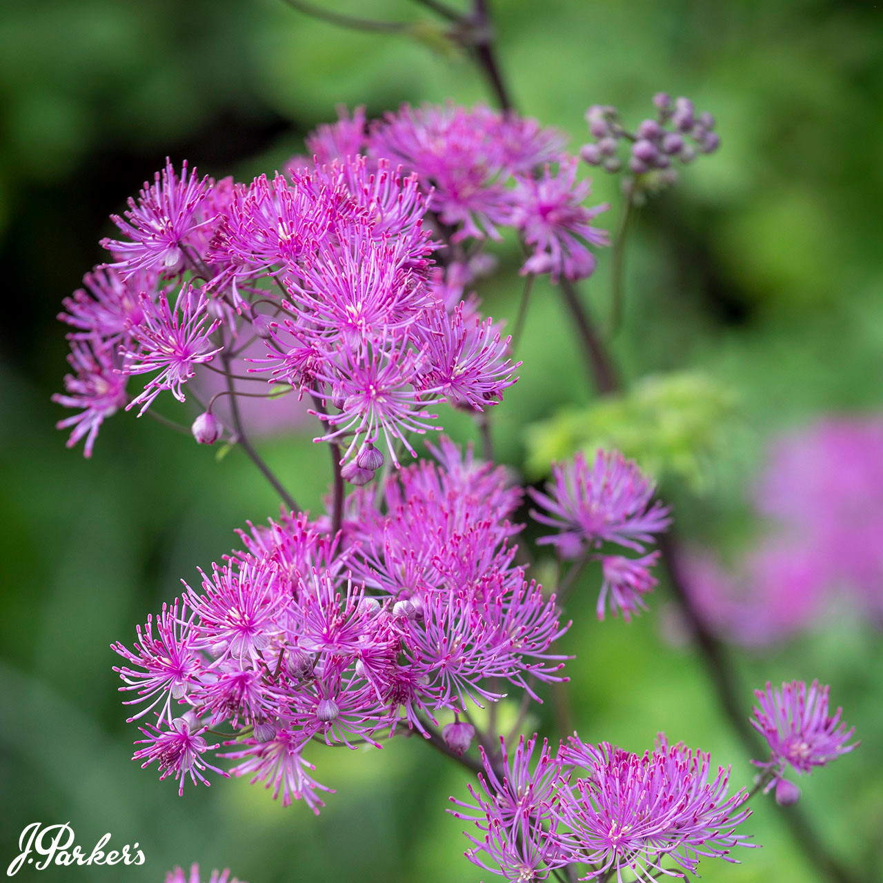 Shop Thalictrum Black Stockings Plants | J.Parker's