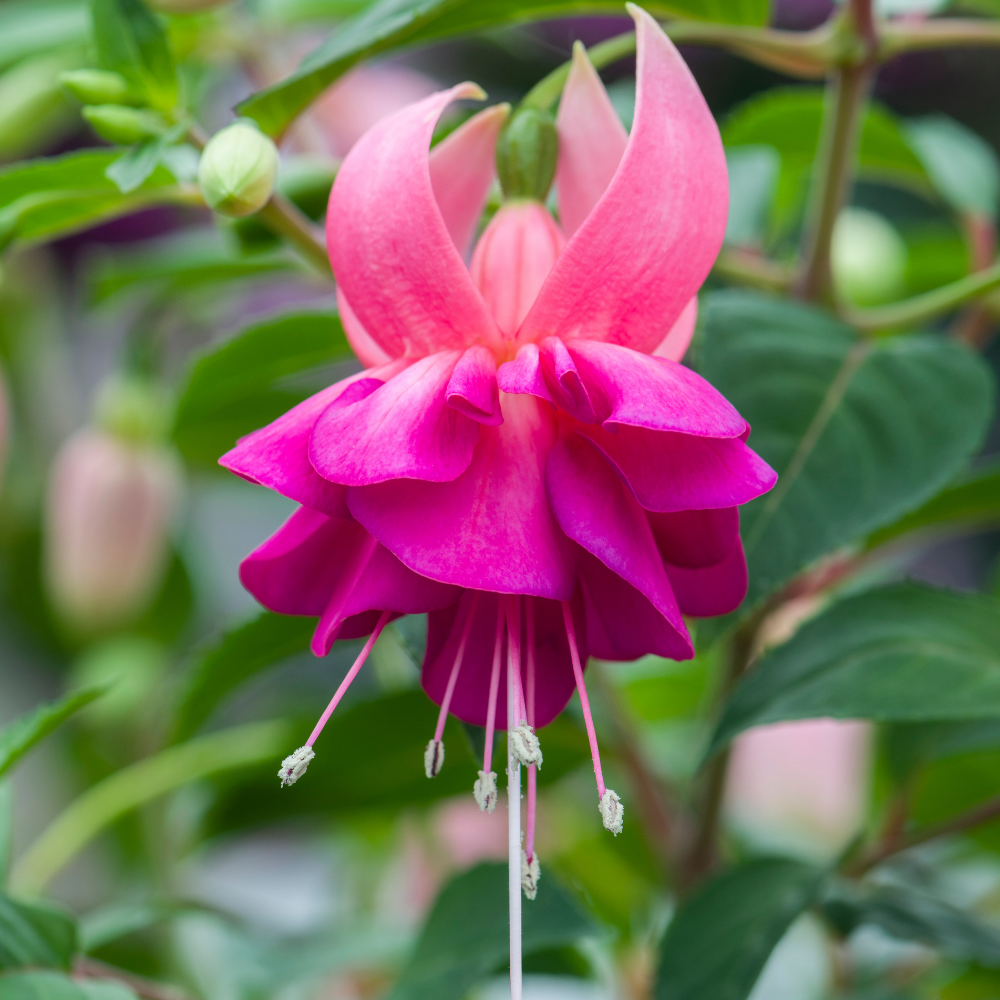 Shop Fuchsia Patio Dancer Collection | J. Parker's