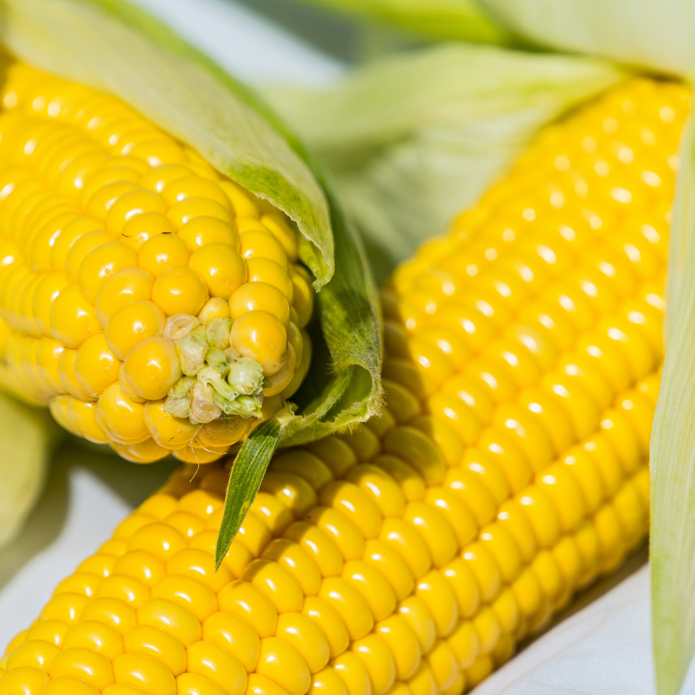 Buy Sweetcorn Swift at jparkers.co.uk