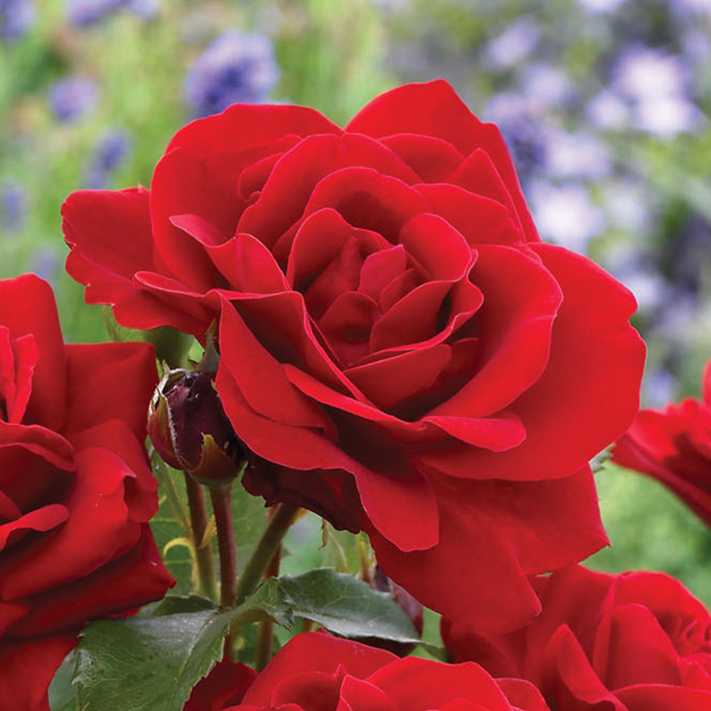 Buy Rose Lili Marlene | J Parker Dutch Bulbs