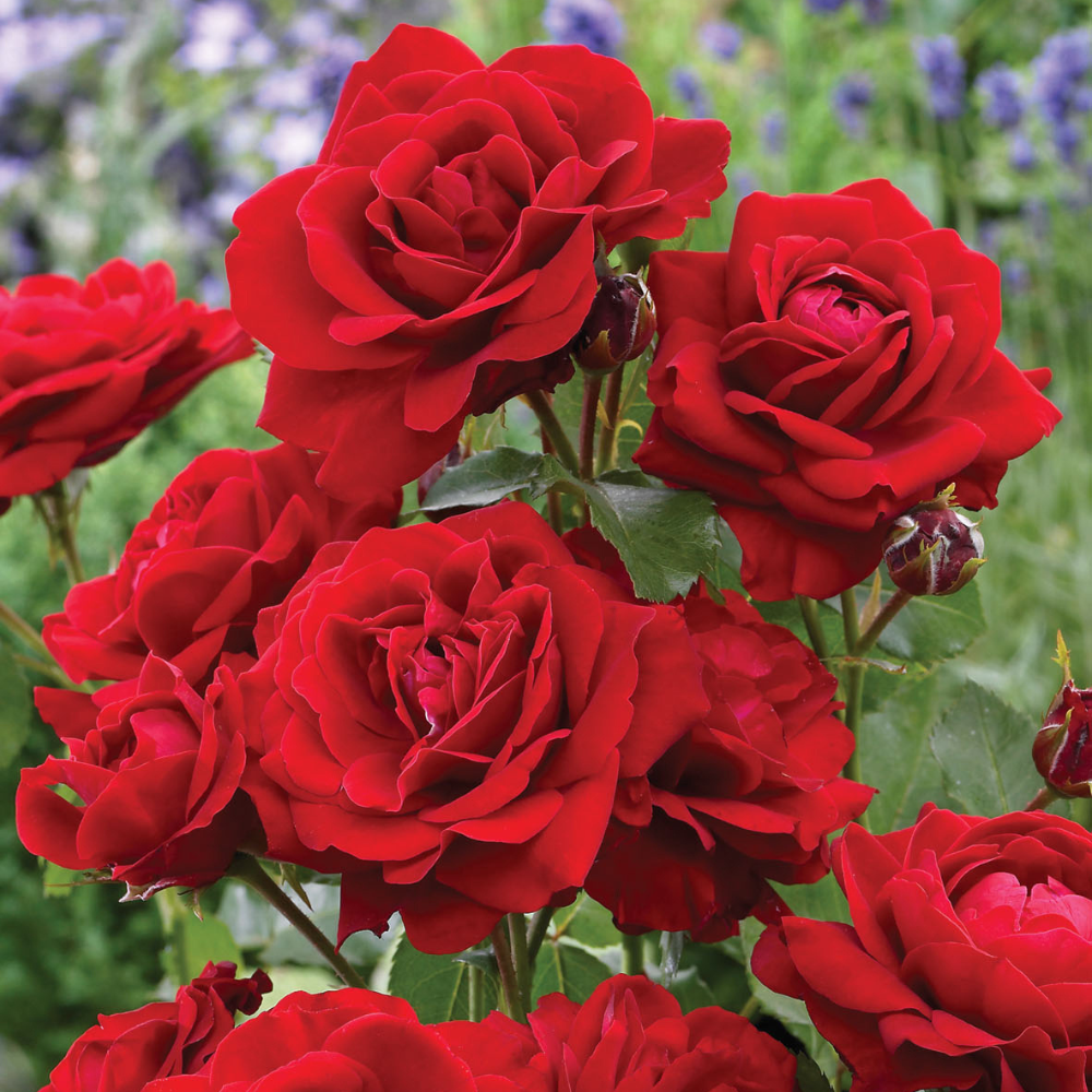 Buy Rose Lili Marlene | J Parker Dutch Bulbs