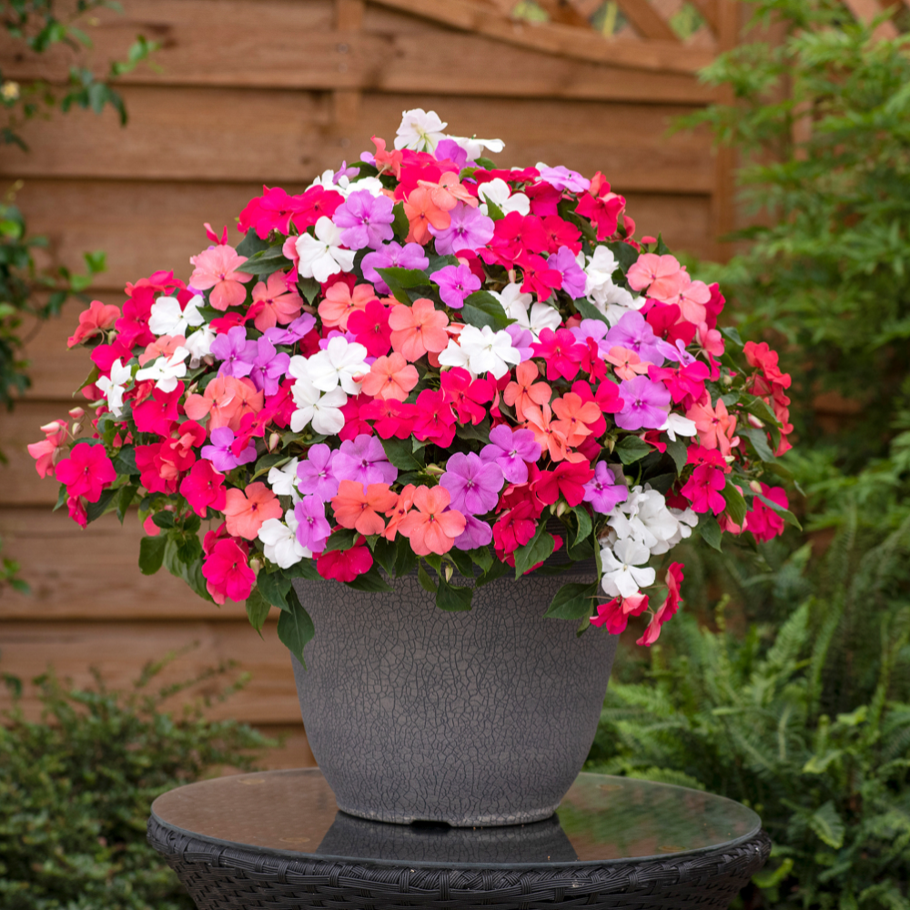 Buy Impatiens Beacon Summer Fruit | J Parker's