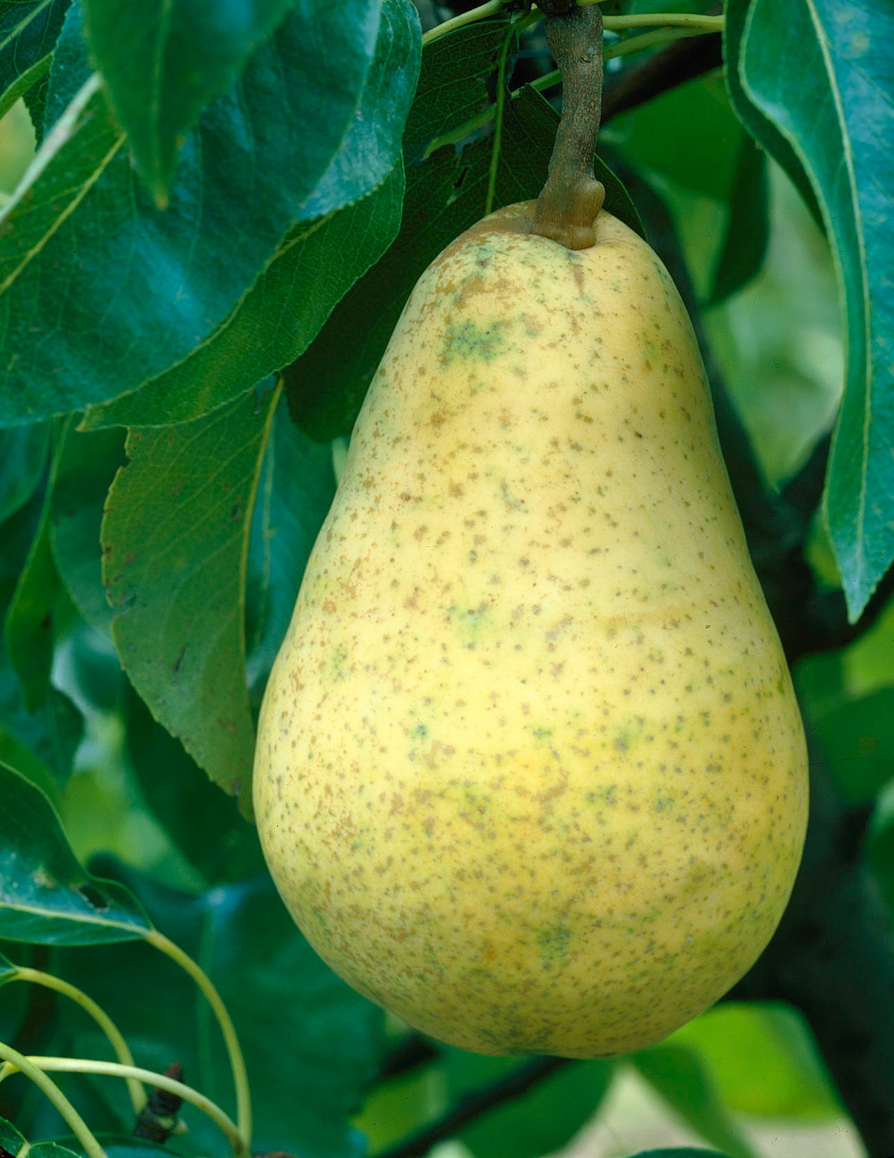 Buy Pear Williams Bon Chretien | J Parker Dutch Bulbs