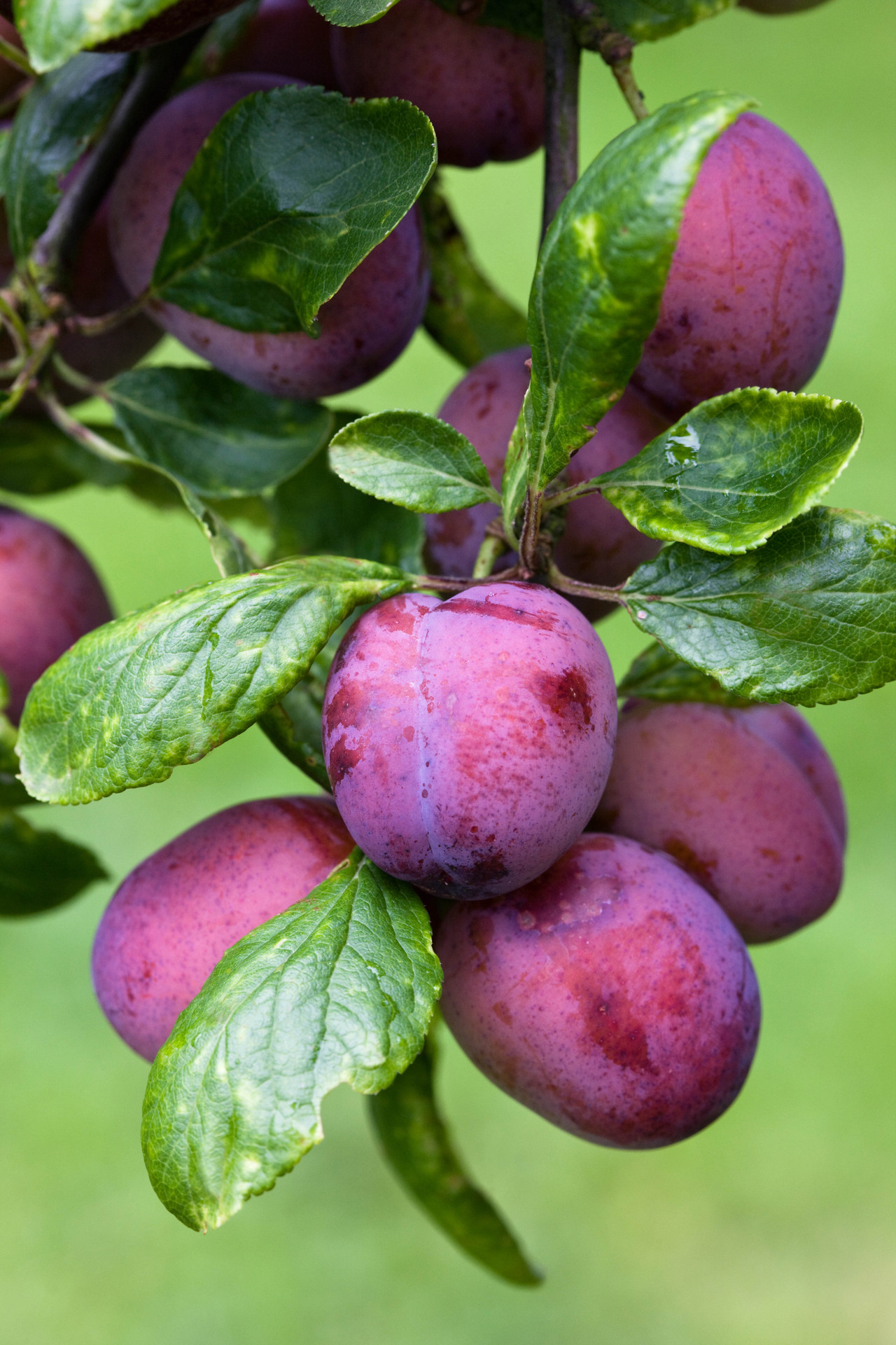Buy Plum Czar | J Parker Dutch Bulbs