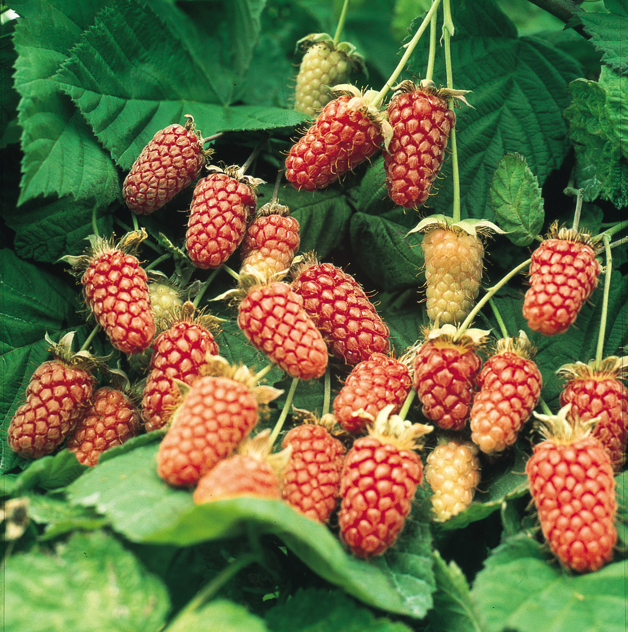 Buy Loganberry (Thornless) | J Parker Dutch Bulbs