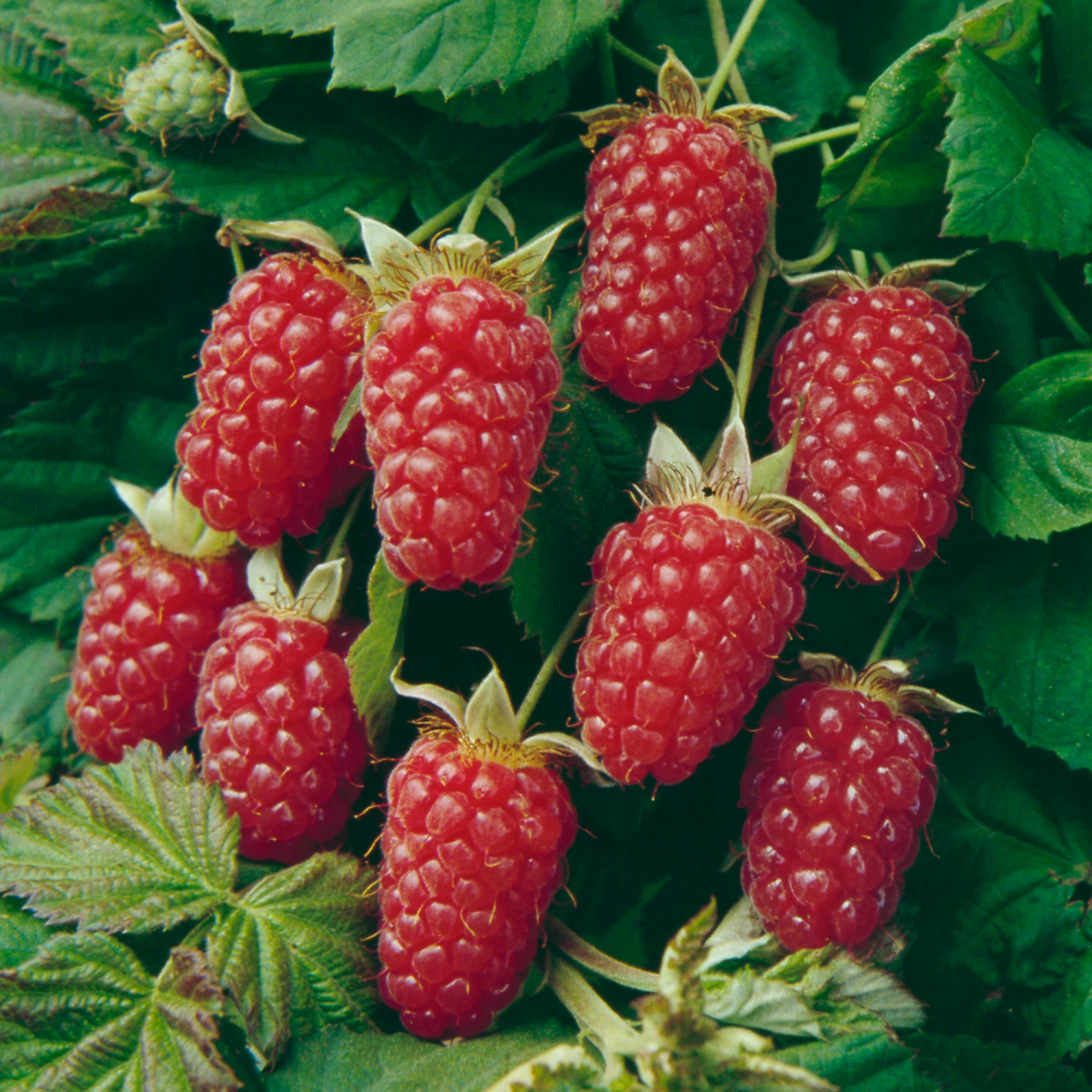 Buy Loganberry (Thornless) | J Parker Dutch Bulbs