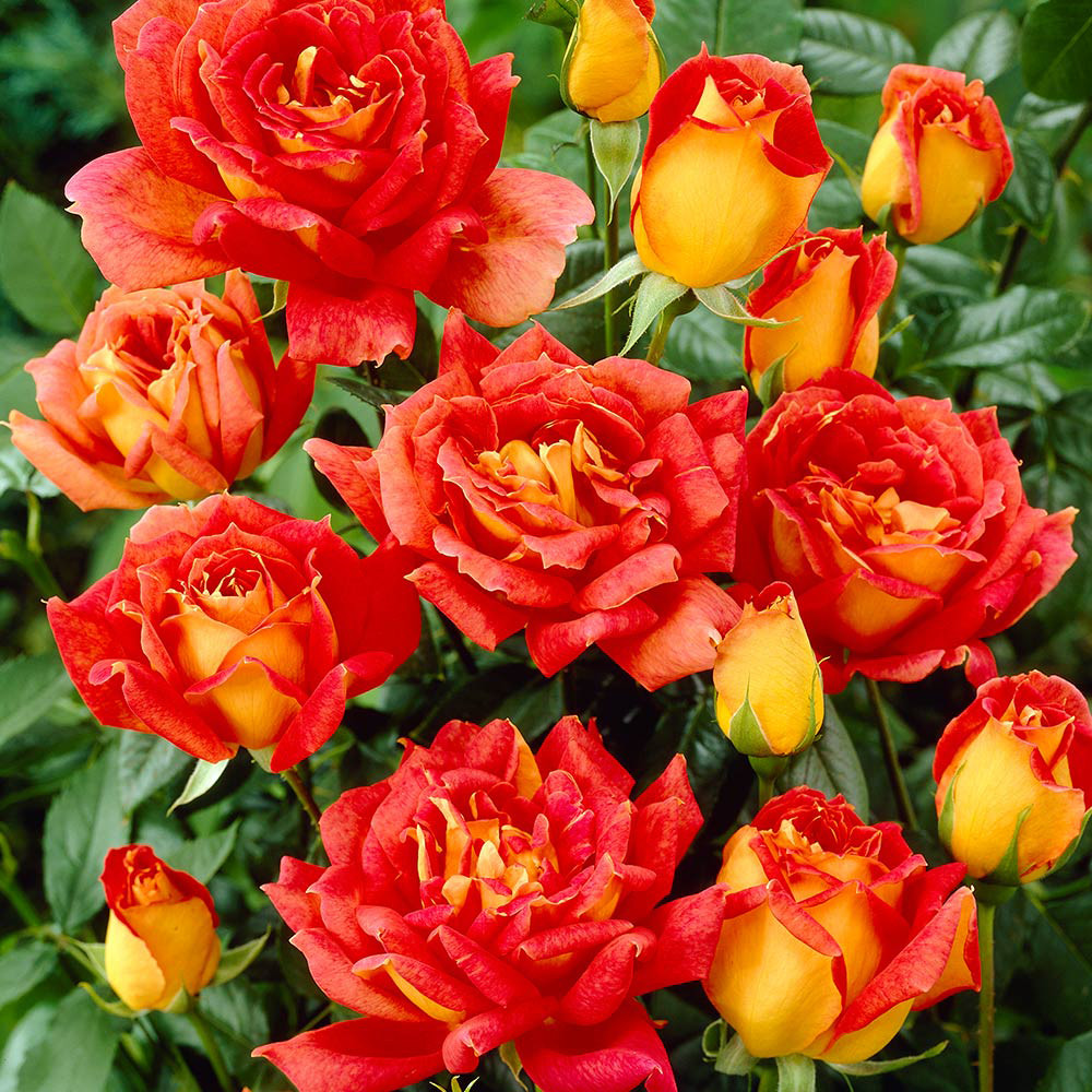Rose Piccadilly - JParkers