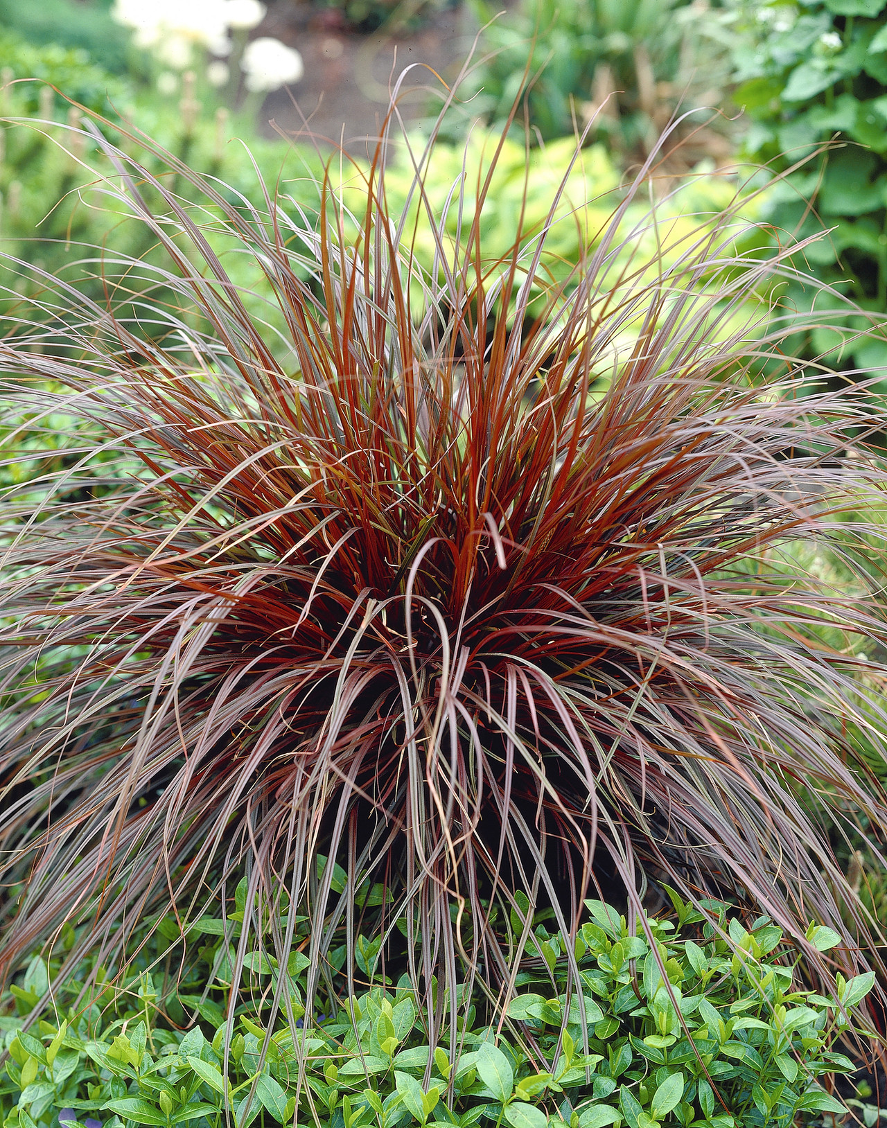Uncinia Rubra | J Parker Dutch Bulbs
