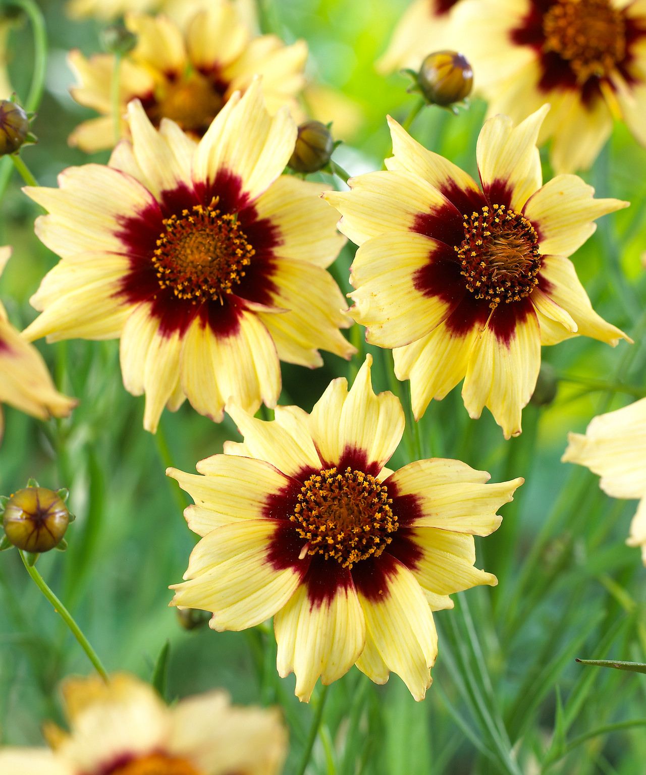 Shop Coreopsis Autumn Blush | J Parker Dutch Bulbs