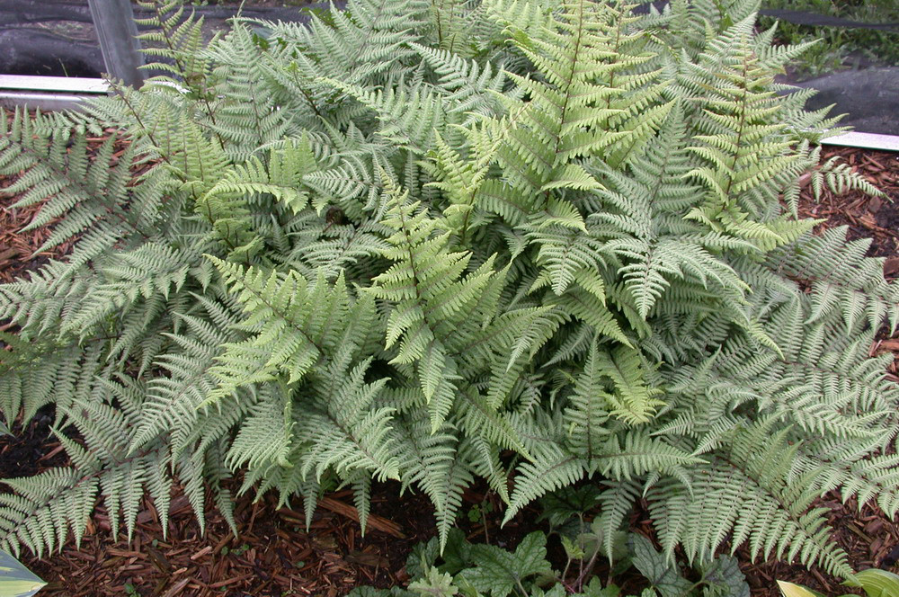 Athyrium Ghost | J Parker Dutch Bulbs