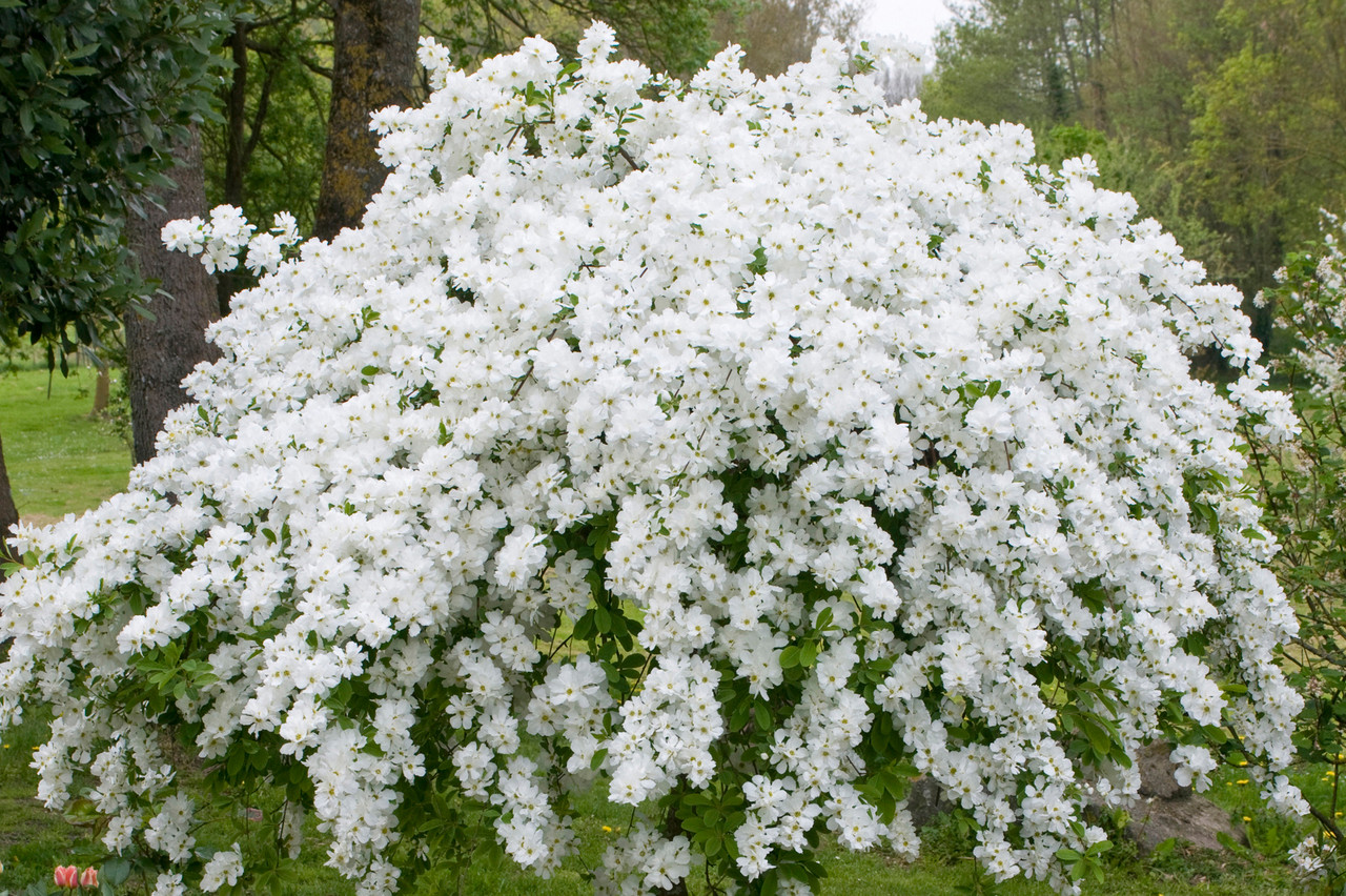 Buy Exochorda macrantha 'The Bride' | J Parker Dutch Bulbs