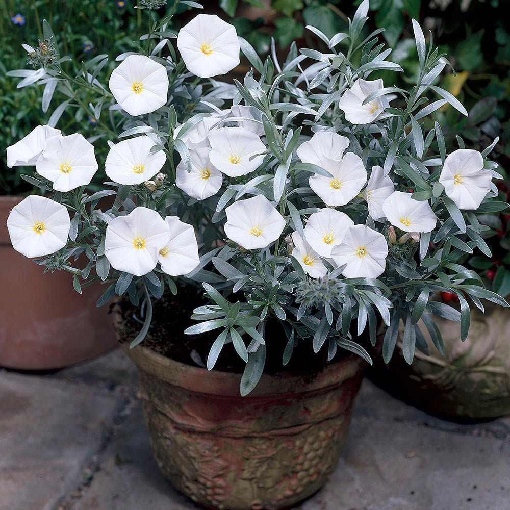 Plant Convolvulus Cneorum